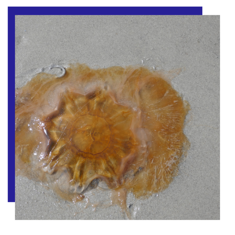 Marine Animal Bites of Strings Services | Aonang Doctornow Clinic